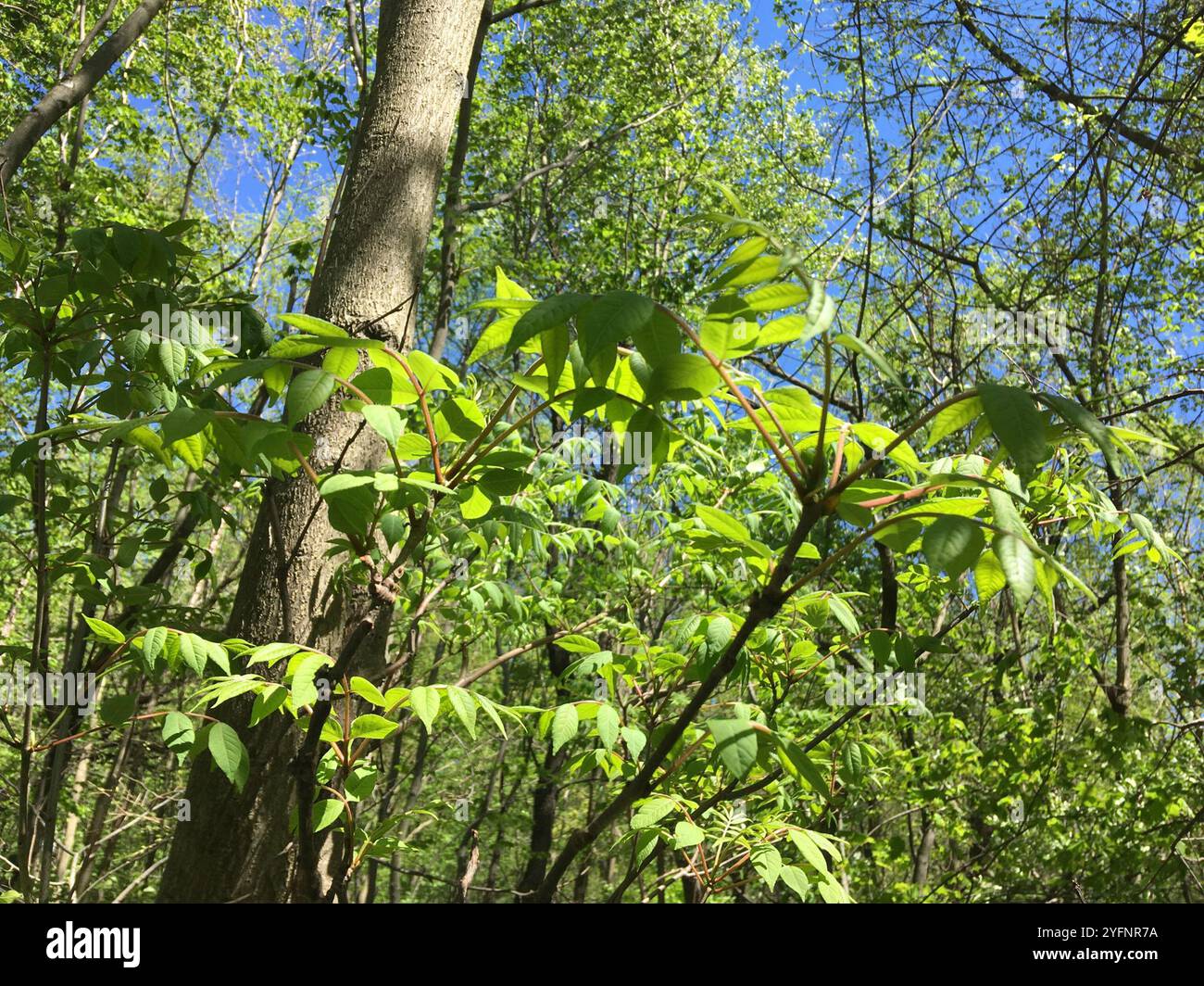 Tun tree (Toona sinensis Stock Photo - Alamy