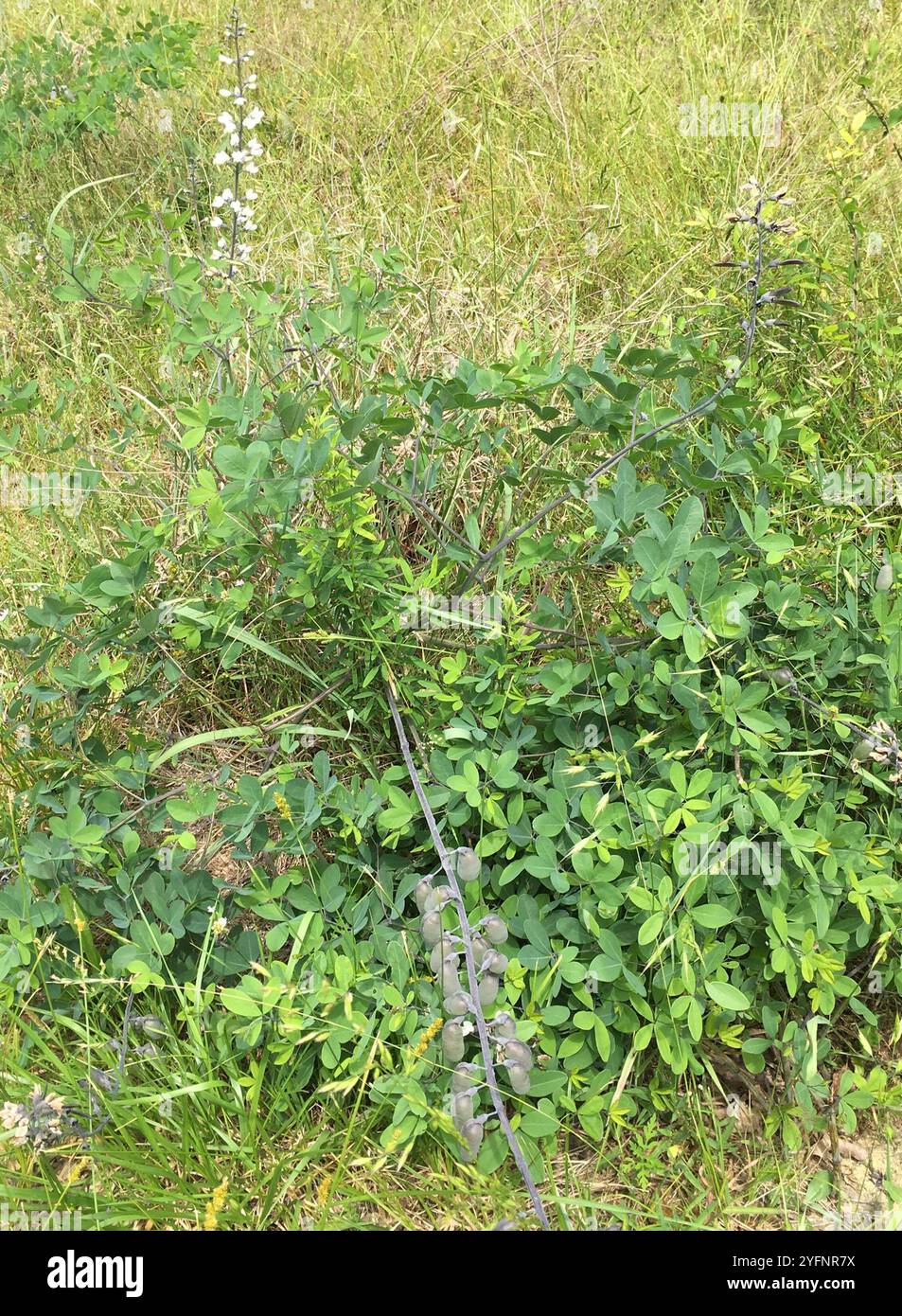 white wild indigo (Baptisia alba Stock Photo - Alamy