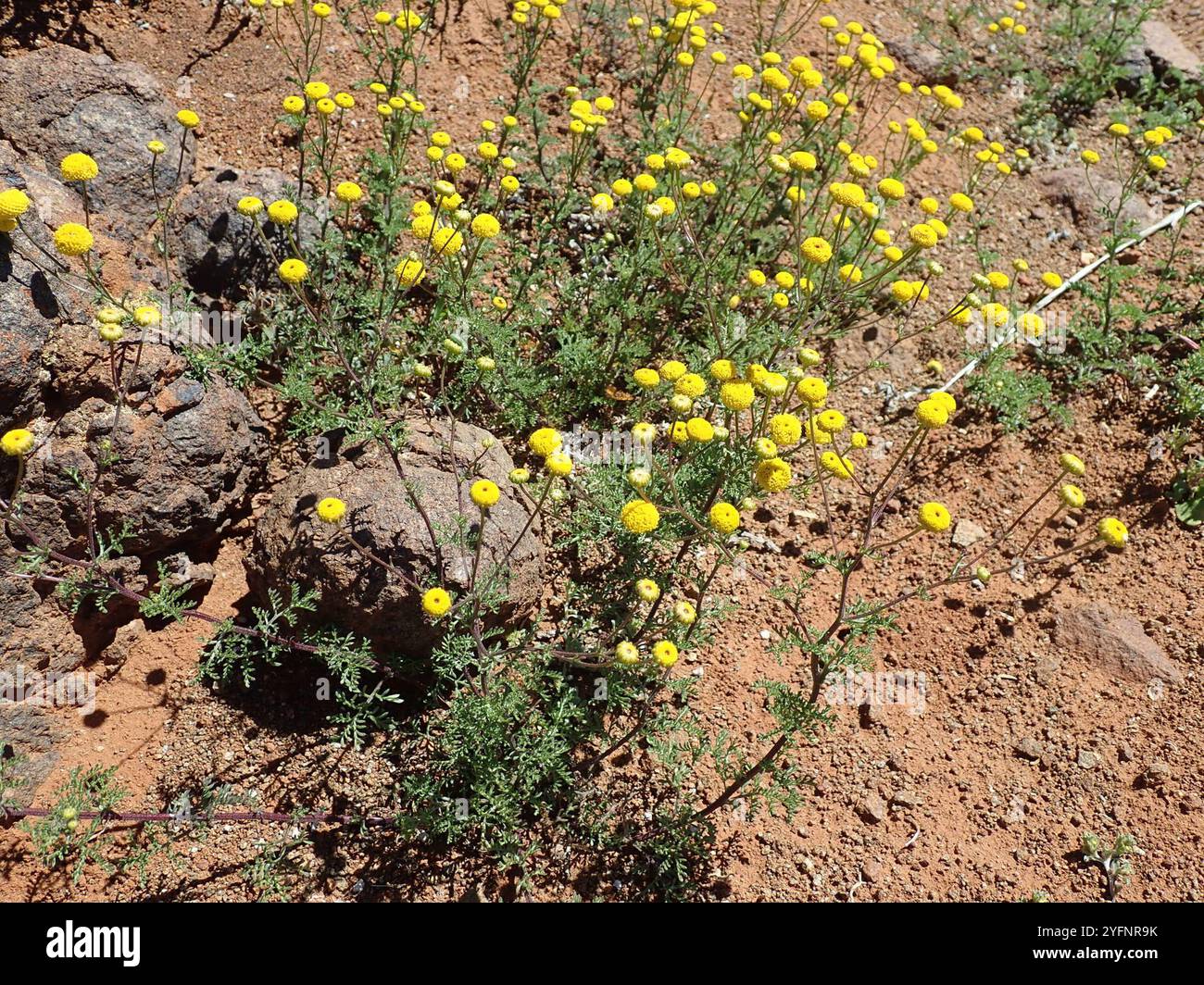 Grand Stinkweed (Oncosiphon grandiflorus Stock Photo - Alamy