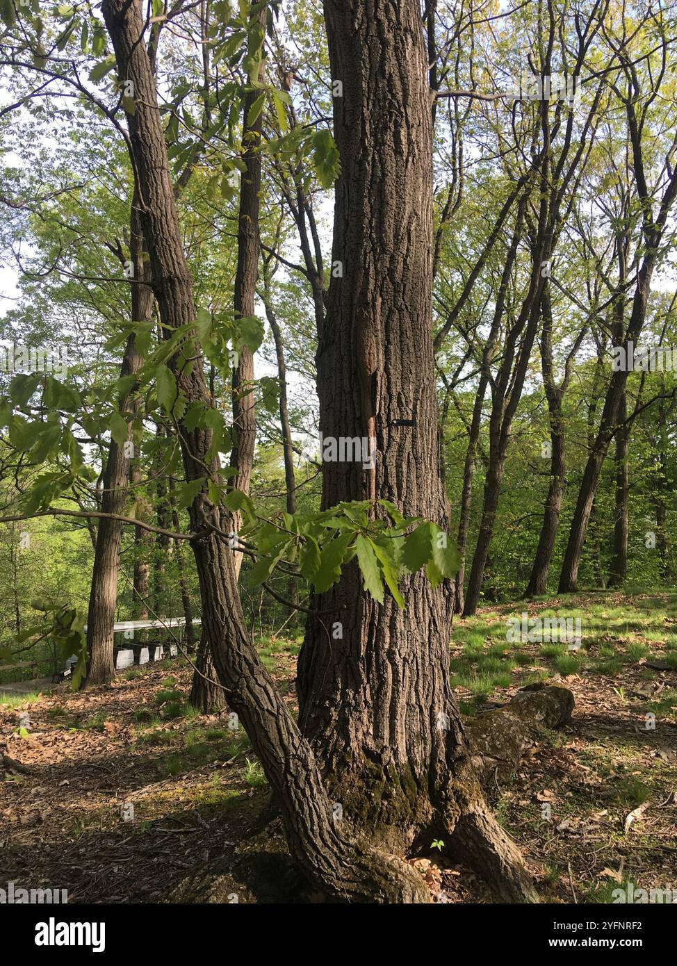 chestnut oak (Quercus montana Stock Photo - Alamy
