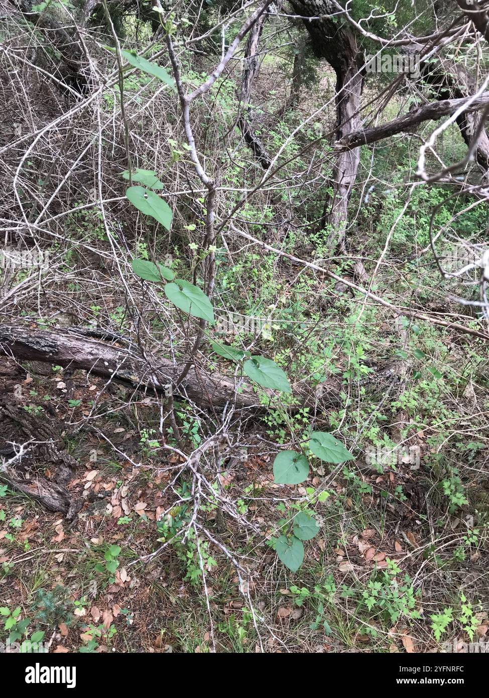 Pearl Milkweed (Matelea reticulata Stock Photo - Alamy