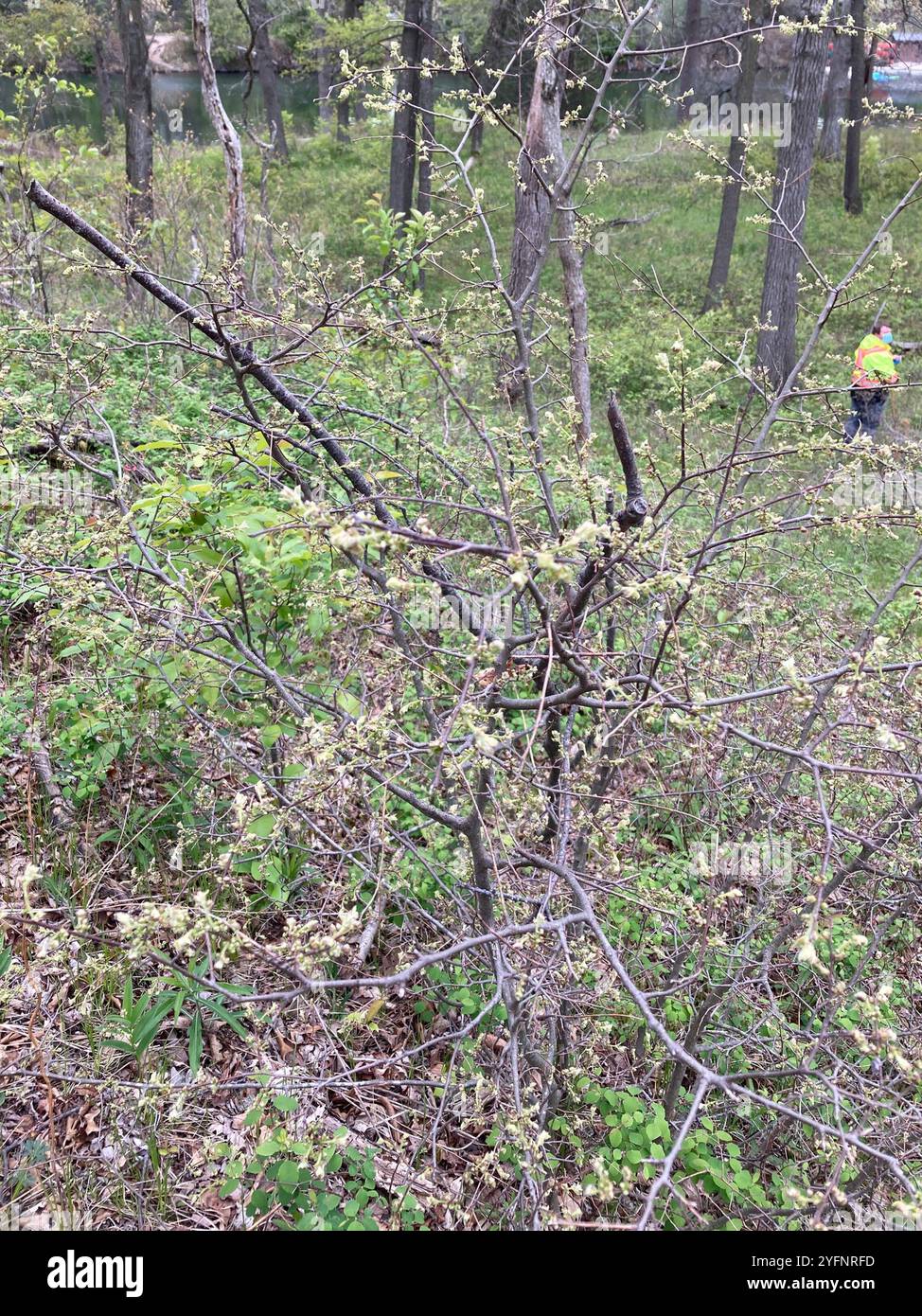 Dwarf Hackberry (Celtis tenuifolia Stock Photo - Alamy