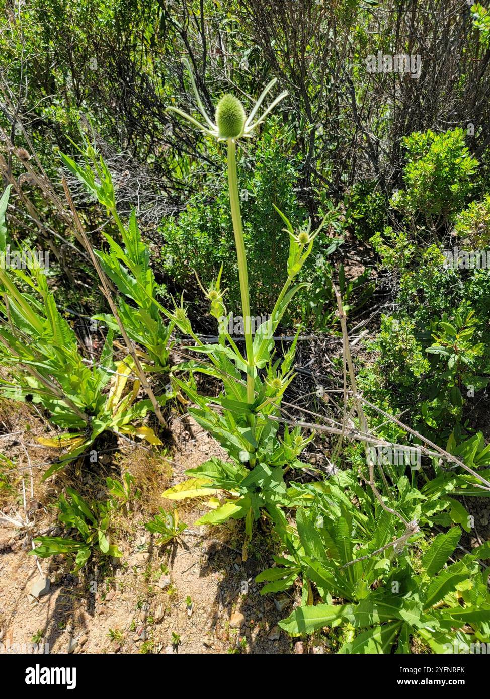 fuller's teasel (Dipsacus sativus Stock Photo - Alamy