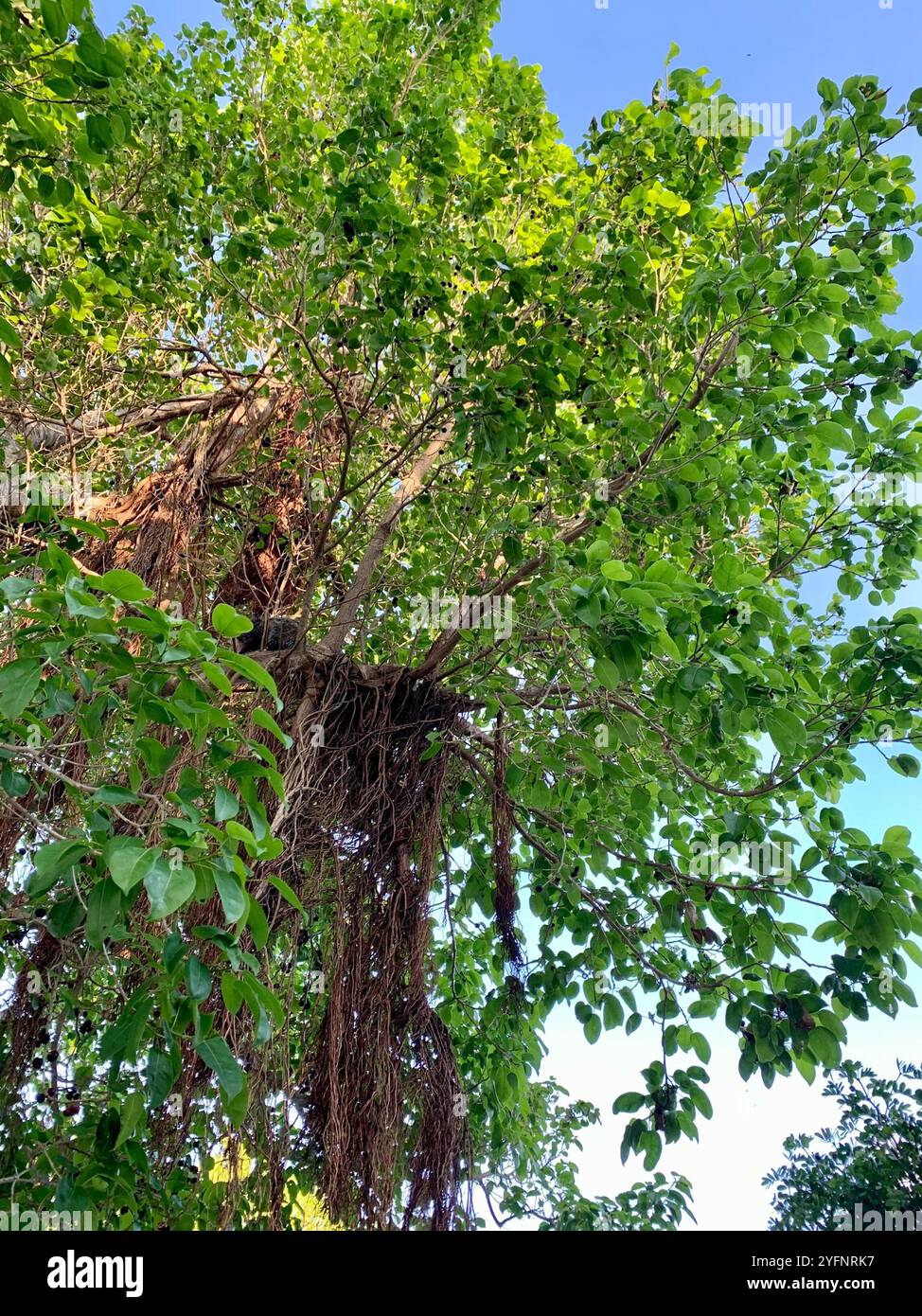 Ficus citrifolia hi-res stock photography and images - Alamy