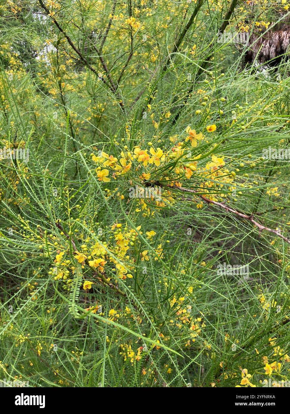 Mexican palo verde (Parkinsonia aculeata Stock Photo - Alamy
