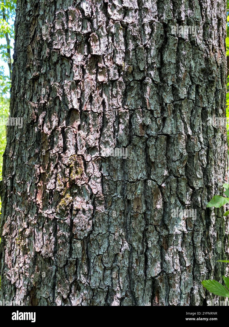 spruce pine (Pinus glabra Stock Photo - Alamy