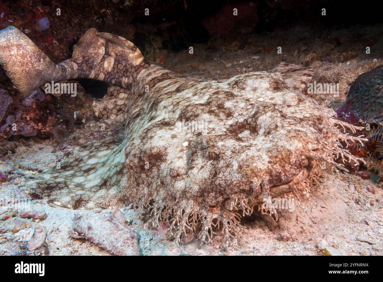 The tasselled wobbegong, Eucrossorhinus dasypogon, is also known as the ...