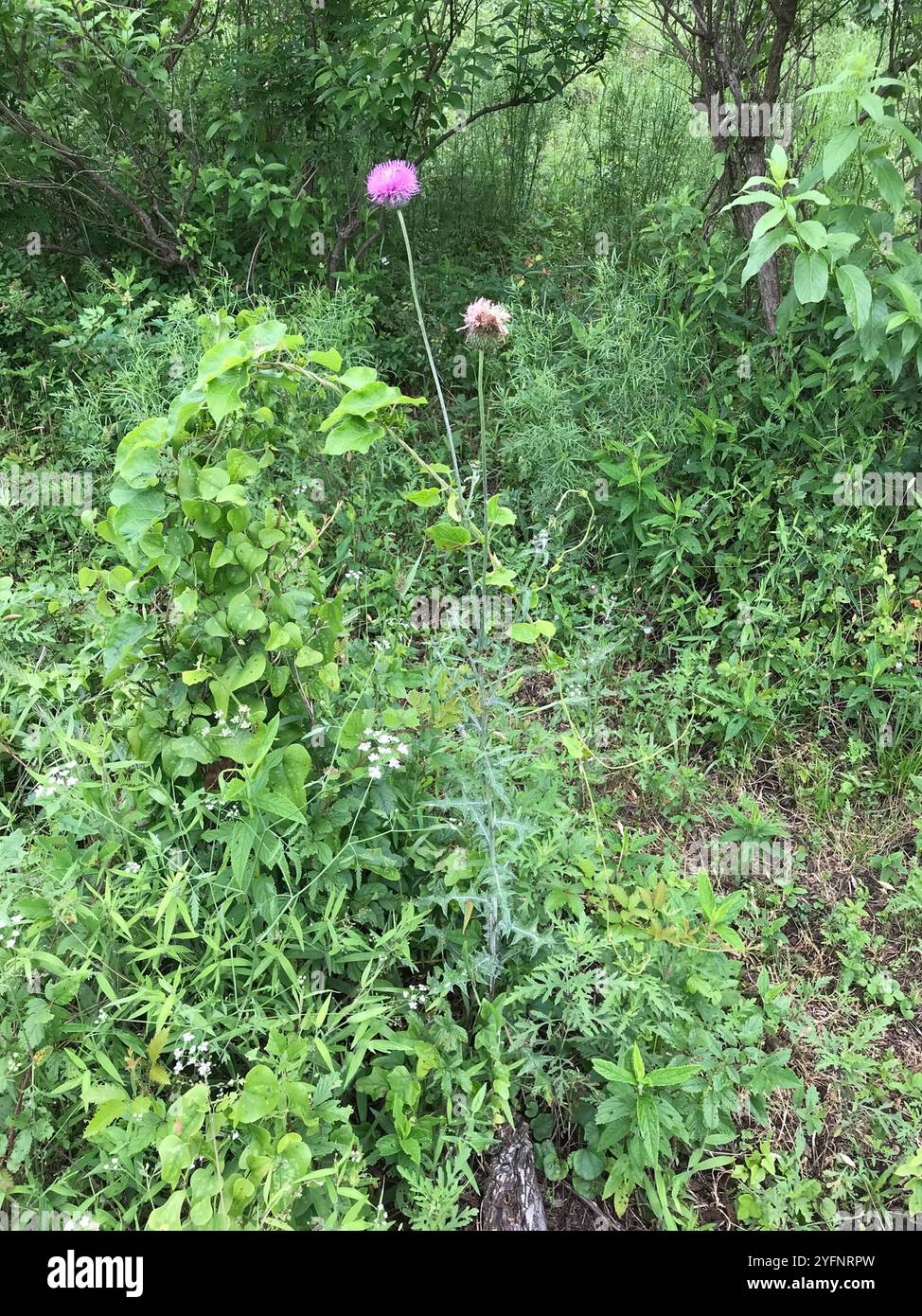 Texas Thistle (Cirsium texanum Stock Photo - Alamy