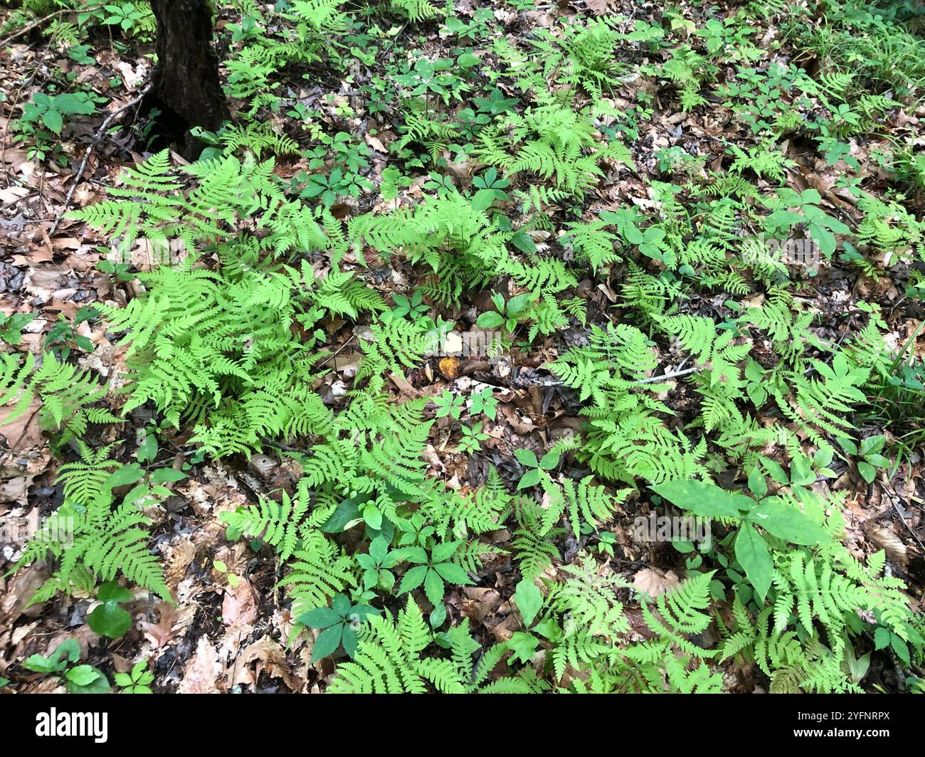 broad beech fern (Phegopteris hexagonoptera Stock Photo - Alamy