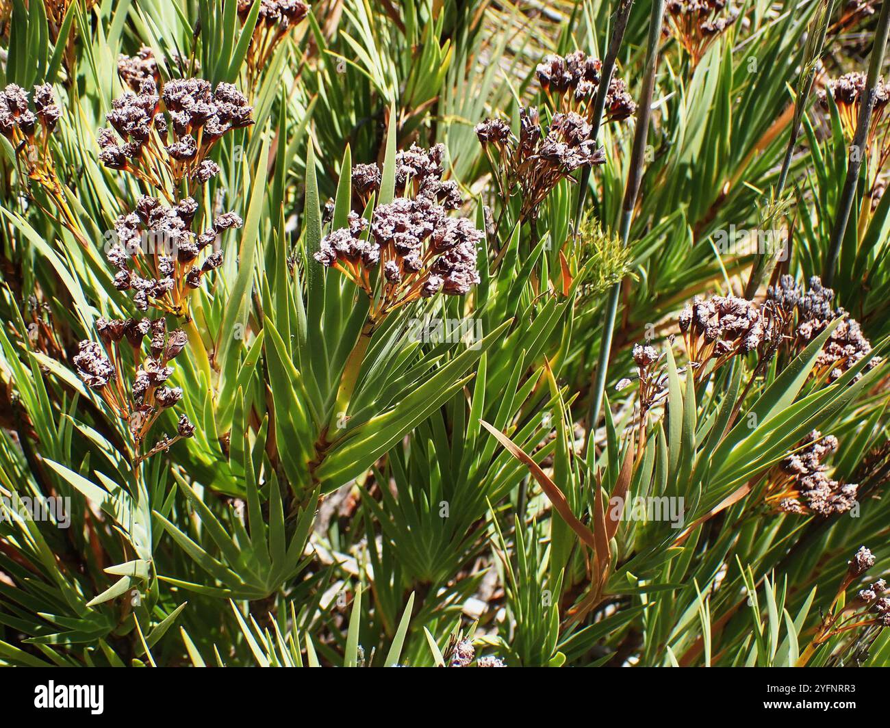 Swartberg Bushiris (Nivenia binata Stock Photo - Alamy