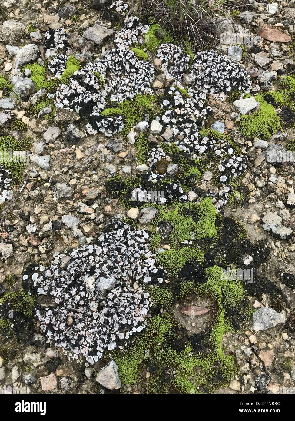 brick scale (Psora crenata Stock Photo - Alamy