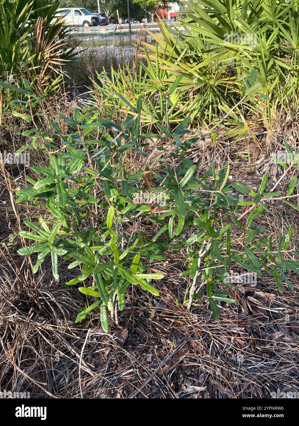 dwarf live oak (Quercus minima Stock Photo - Alamy