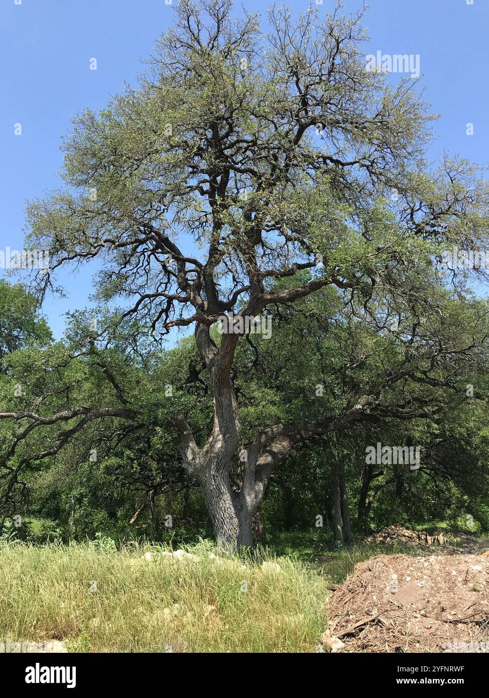 Texas live oak (Quercus fusiformis Stock Photo - Alamy