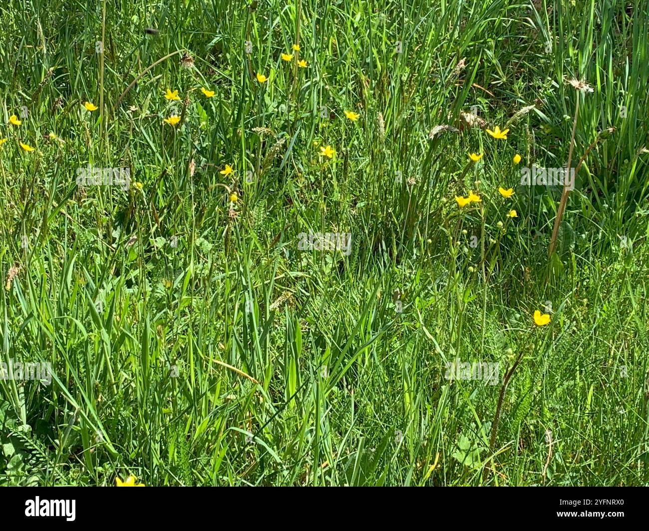 Western Buttercup (Ranunculus occidentalis Stock Photo - Alamy