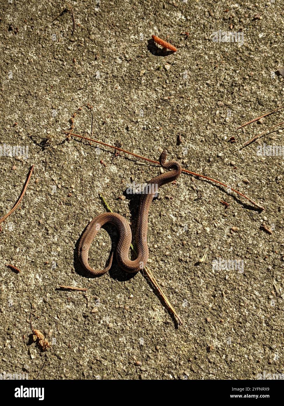 Red-bellied Snake (Storeria occipitomaculata Stock Photo - Alamy