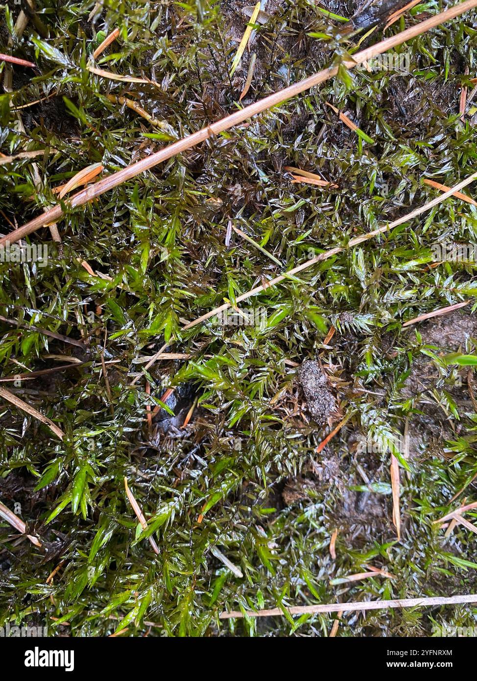 Fontinalis antipyretica willow moss hi-res stock photography and images ...
