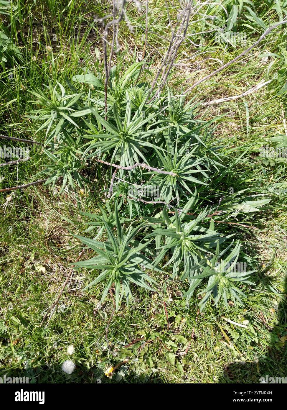 stoneseeds, puccoons, and gromwells (Lithospermum Stock Photo - Alamy