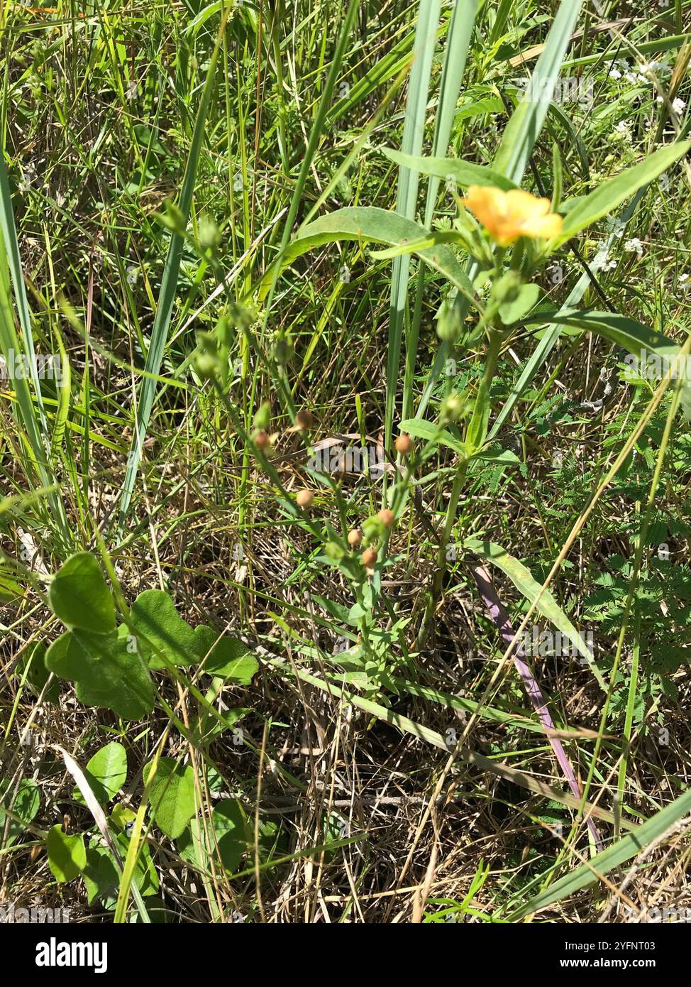 Linum rigidum hi-res stock photography and images - Alamy