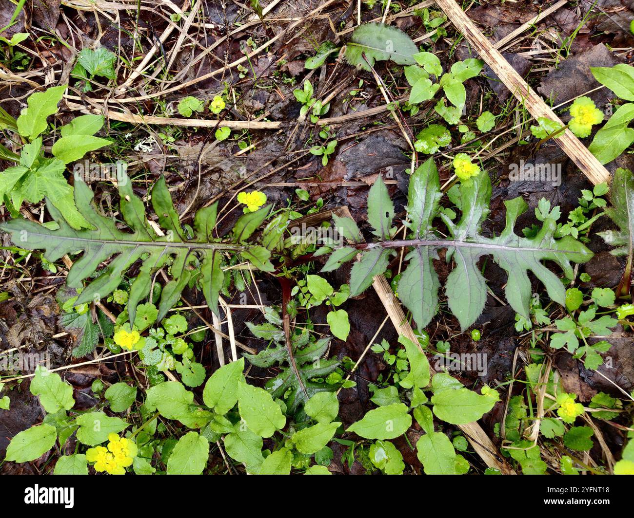 Cabbage Thistle (Cirsium oleraceum Stock Photo - Alamy
