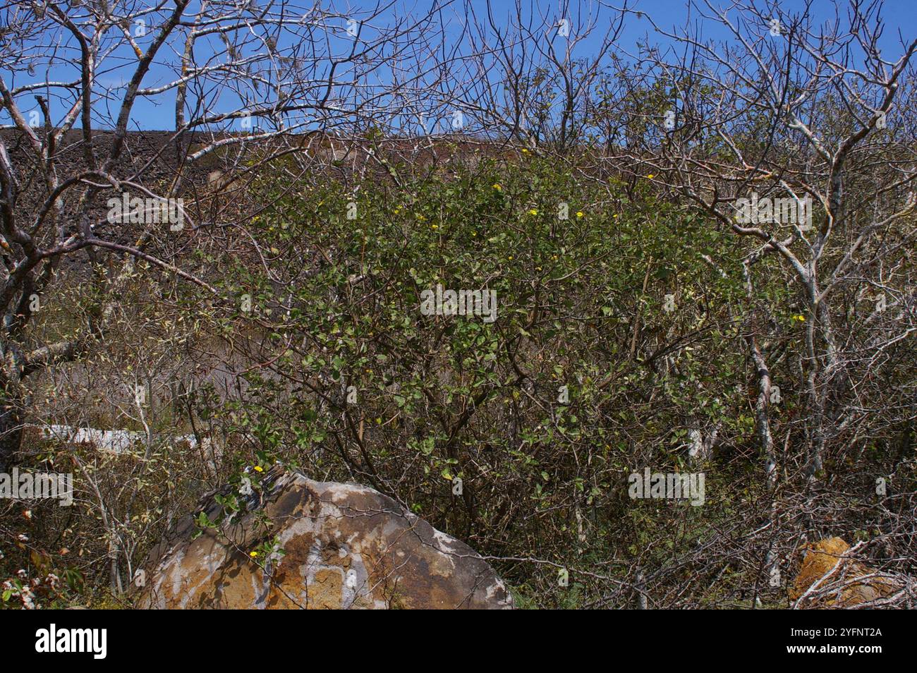 yellow geiger (Cordia lutea Stock Photo - Alamy