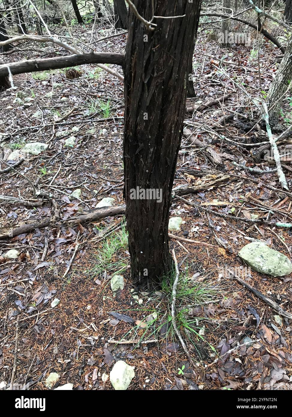 Ashe juniper (Juniperus ashei Stock Photo - Alamy
