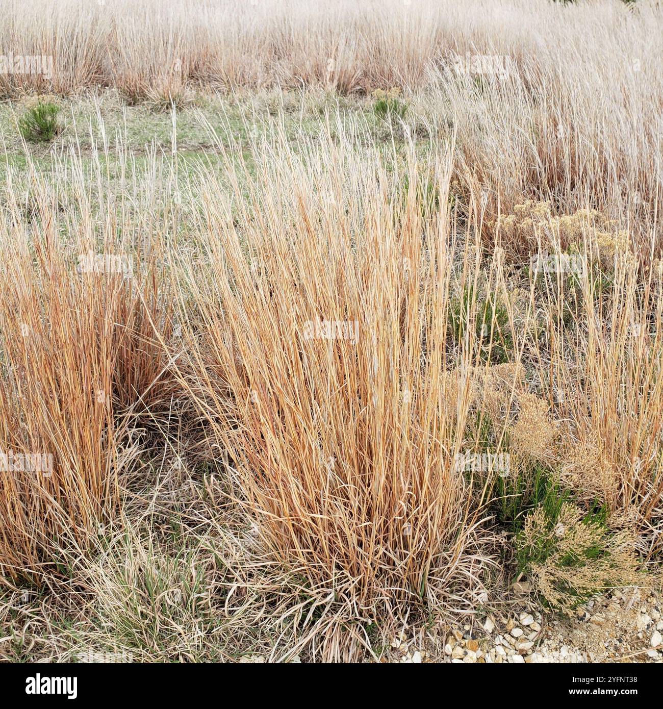 little bluestem (Schizachyrium scoparium Stock Photo - Alamy