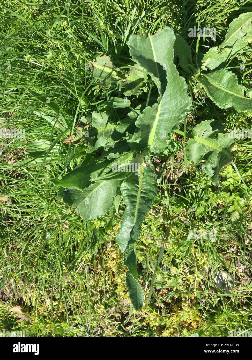 broad-leaved dock (Rumex obtusifolius Stock Photo - Alamy