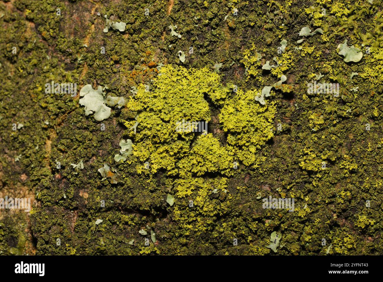 Candleflame Lichen (Candelaria concolor Stock Photo - Alamy