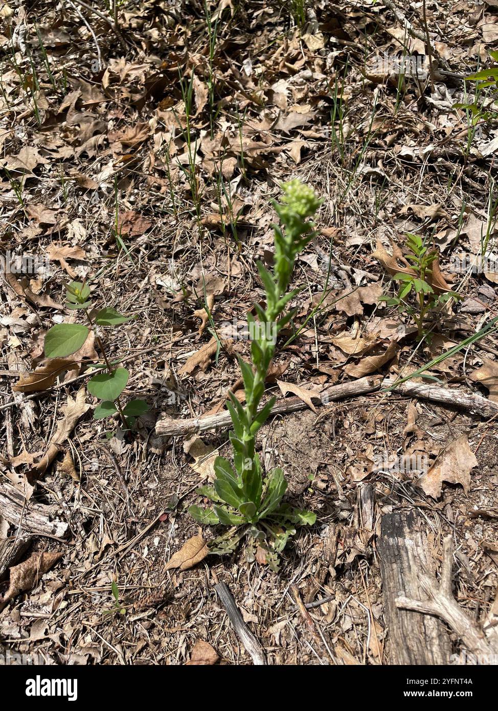 field peppergrass (Lepidium campestre Stock Photo - Alamy