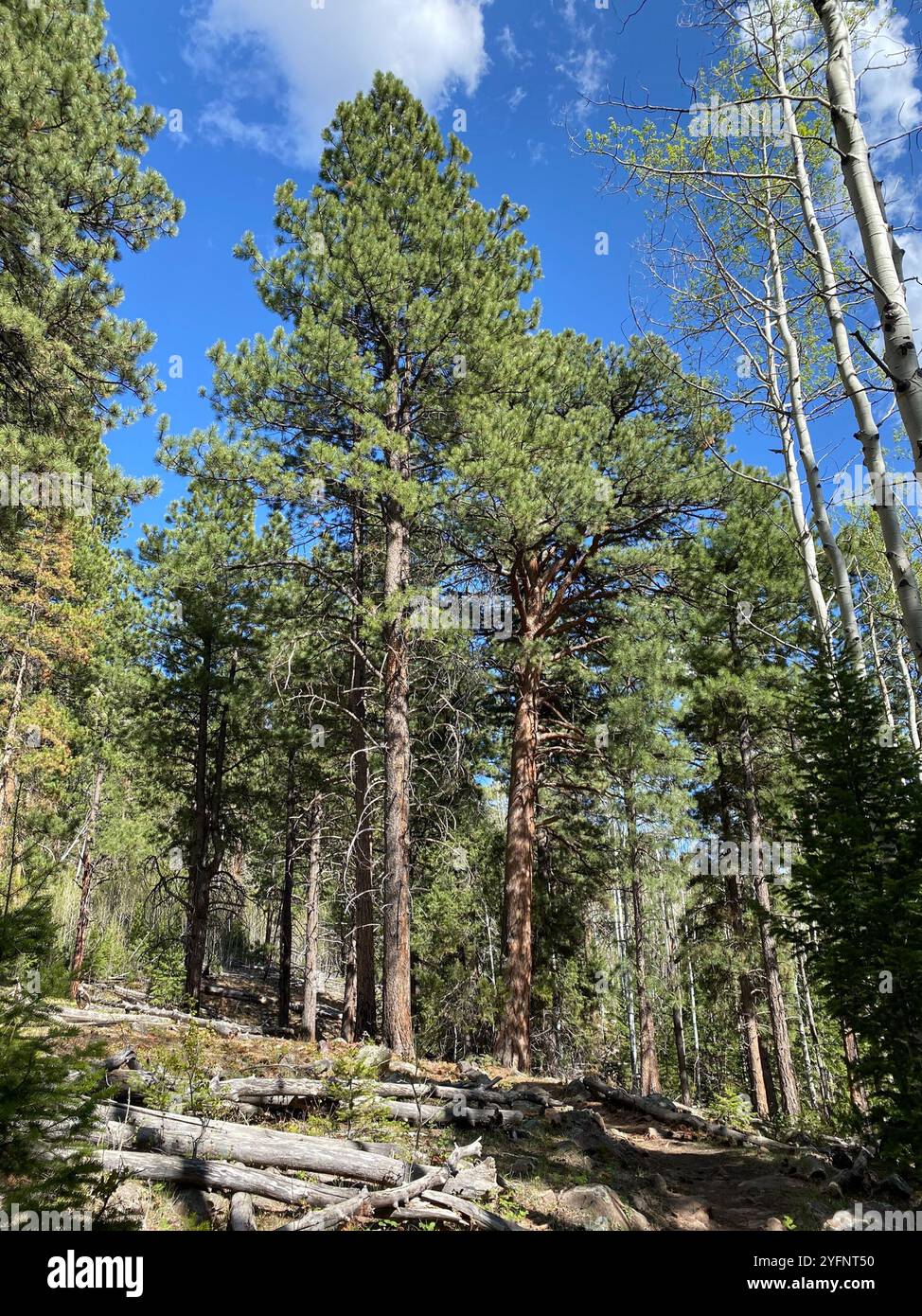Ponderosa Pine (Pinus ponderosa Stock Photo - Alamy