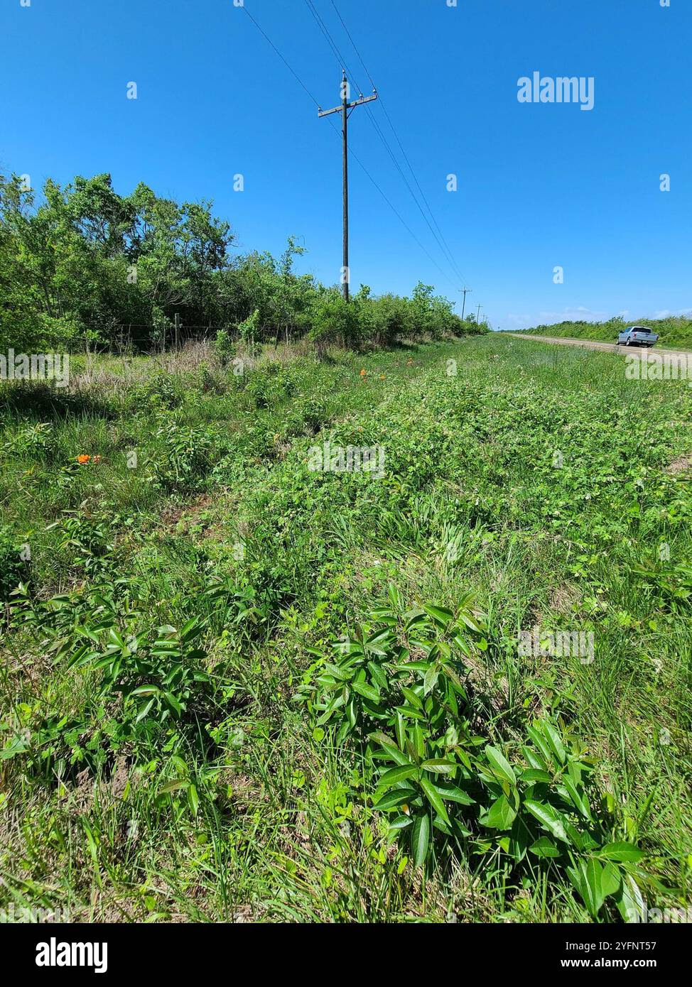 Asclepias lanceolata hi-res stock photography and images - Alamy