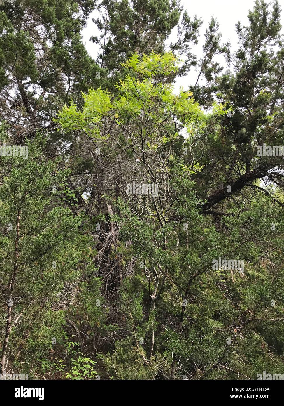 Prairie flameleaf sumac (Rhus lanceolata Stock Photo - Alamy