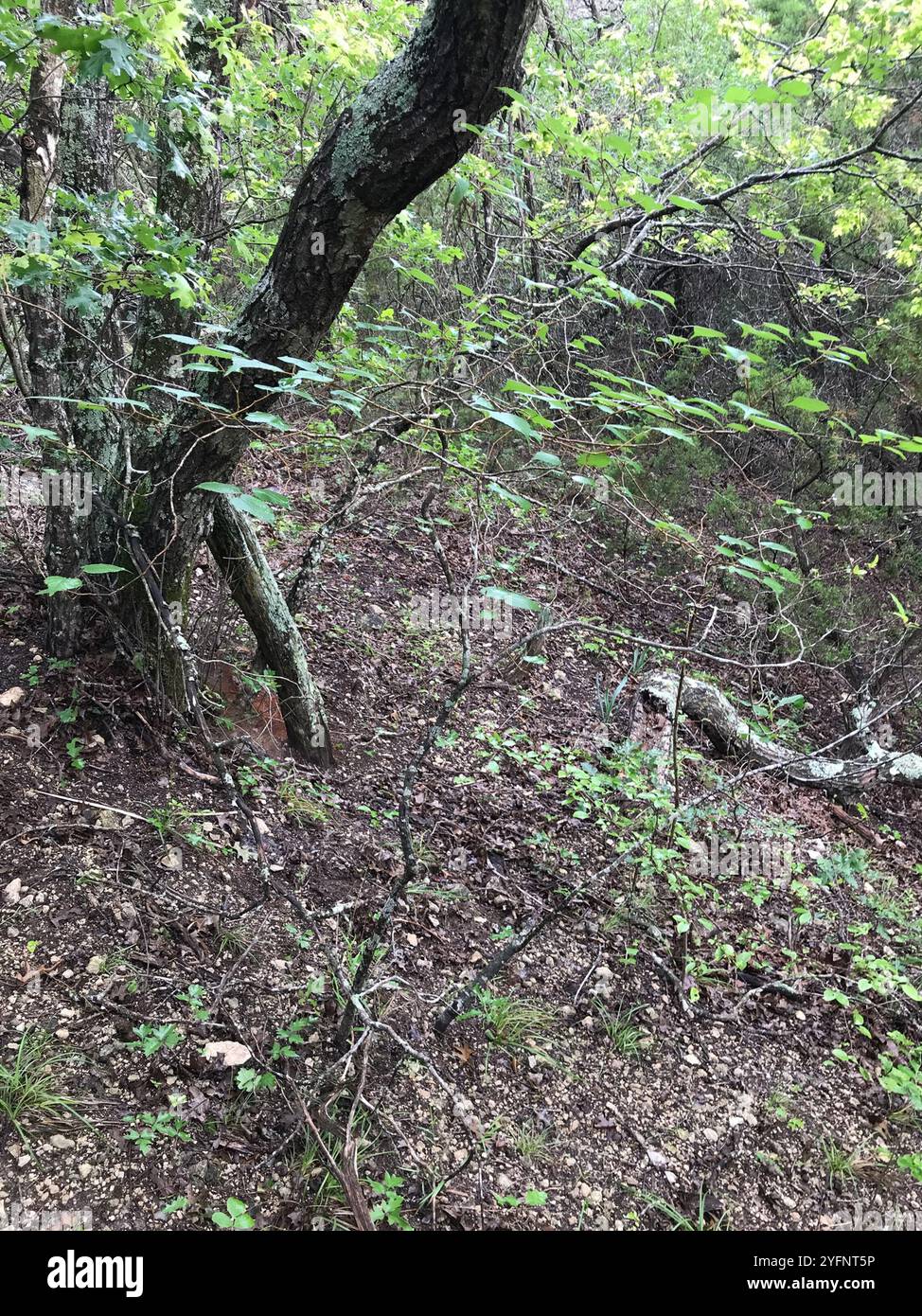Texas mulberry (Morus microphylla Stock Photo - Alamy