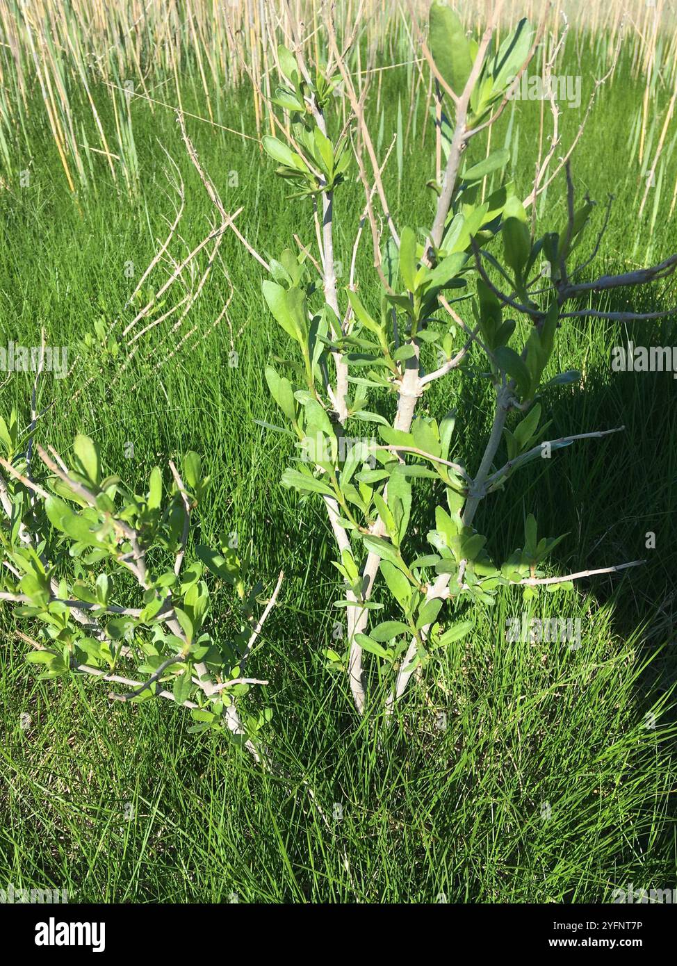 marsh elder (Iva frutescens Stock Photo - Alamy