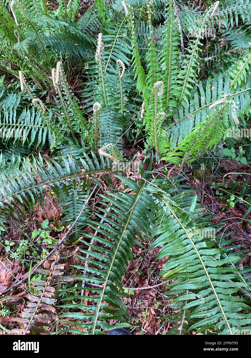 western sword fern (Polystichum munitum Stock Photo - Alamy