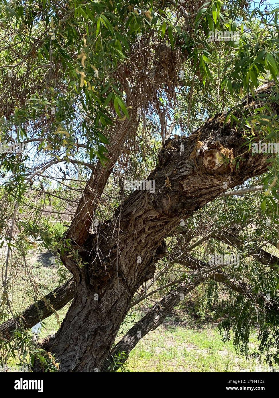 Goodding's willow (Salix gooddingii Stock Photo - Alamy