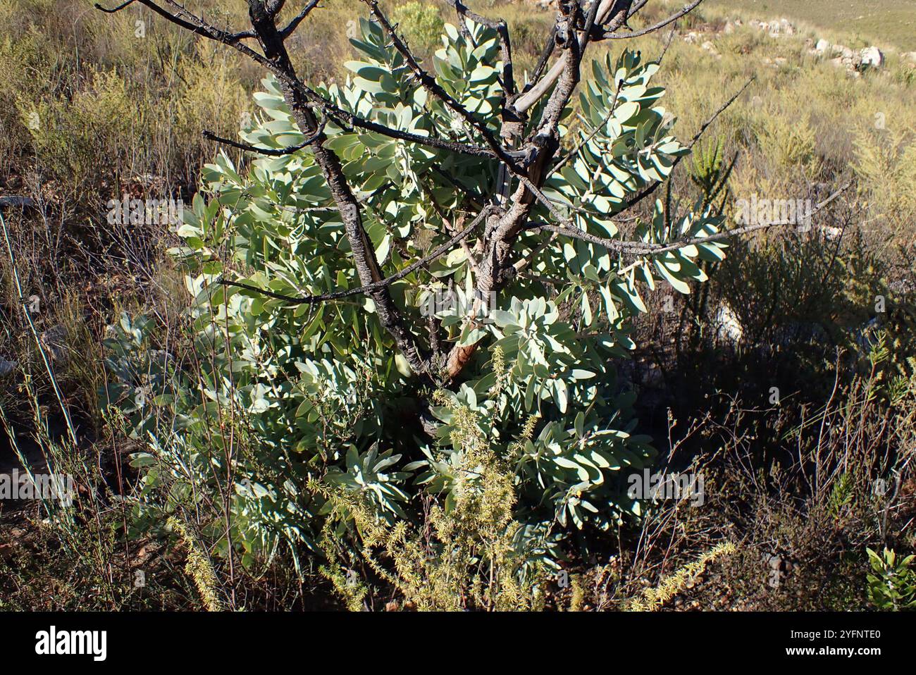 Wagon Tree (Protea nitida Stock Photo - Alamy