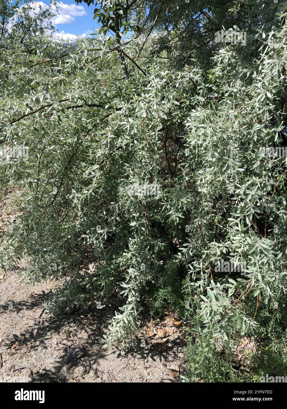 Russian olive (Elaeagnus angustifolia Stock Photo - Alamy