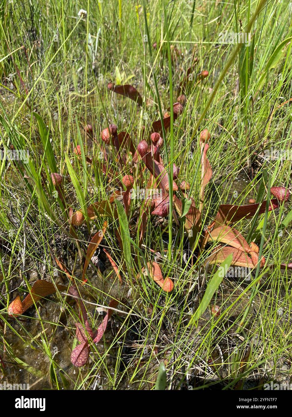 Parrot pitcher plant sarracenia hi-res stock photography and images - Alamy