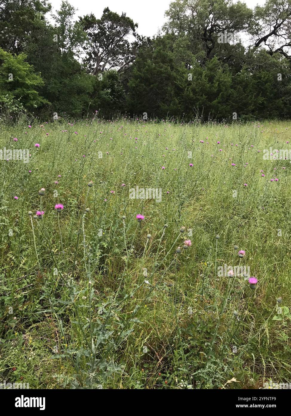 Texas Thistle (Cirsium texanum Stock Photo - Alamy