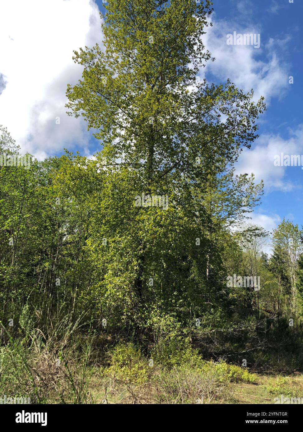 black cottonwood (Populus trichocarpa Stock Photo - Alamy