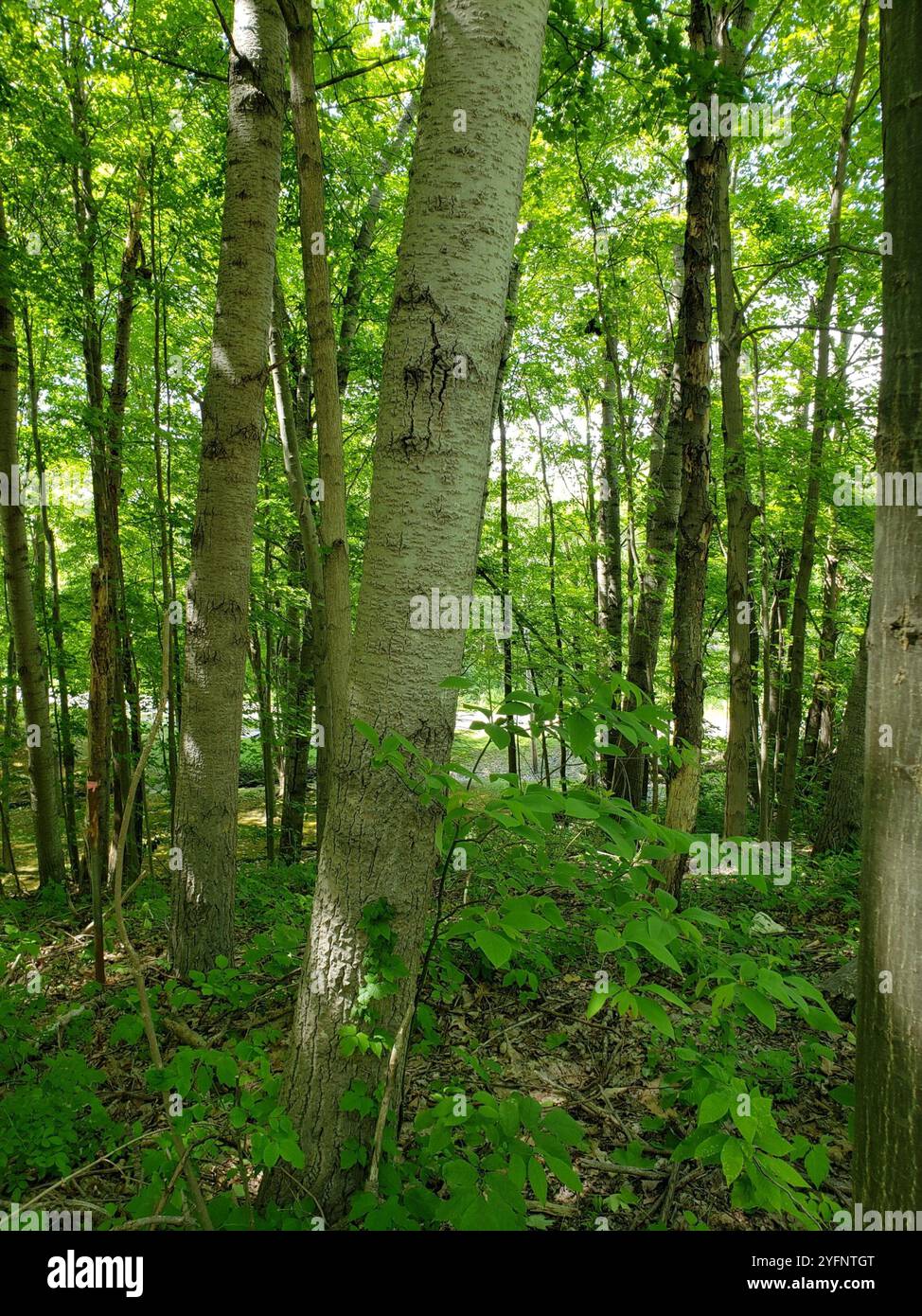bigtooth aspen (Populus grandidentata Stock Photo - Alamy