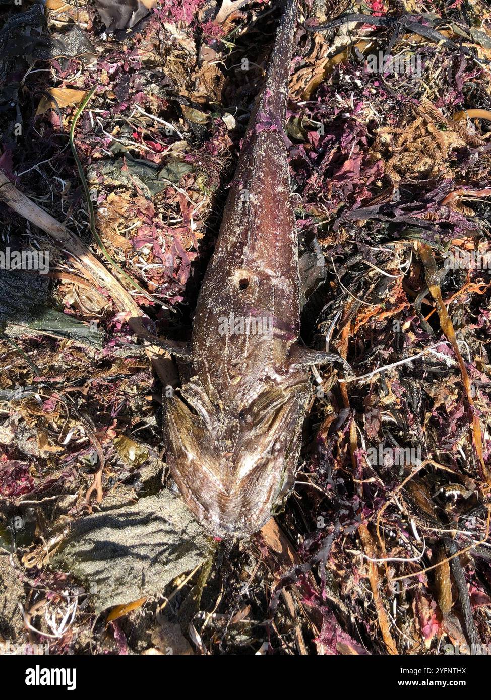 Plainfin hi-res stock photography and images - Alamy