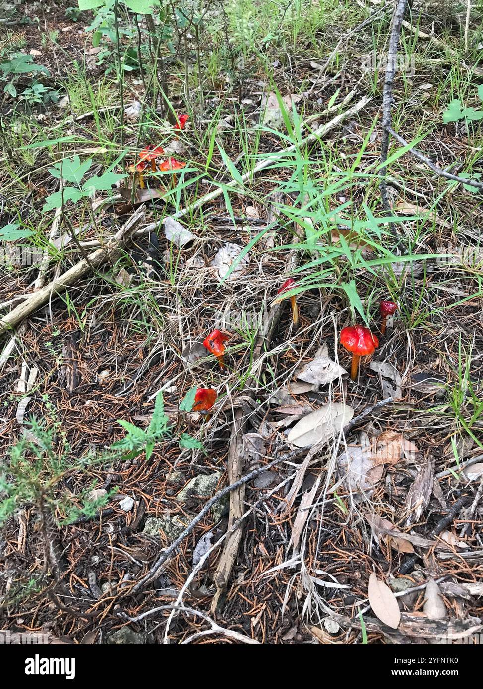 Scarlet Waxy Cap (Hygrocybe coccinea Stock Photo - Alamy