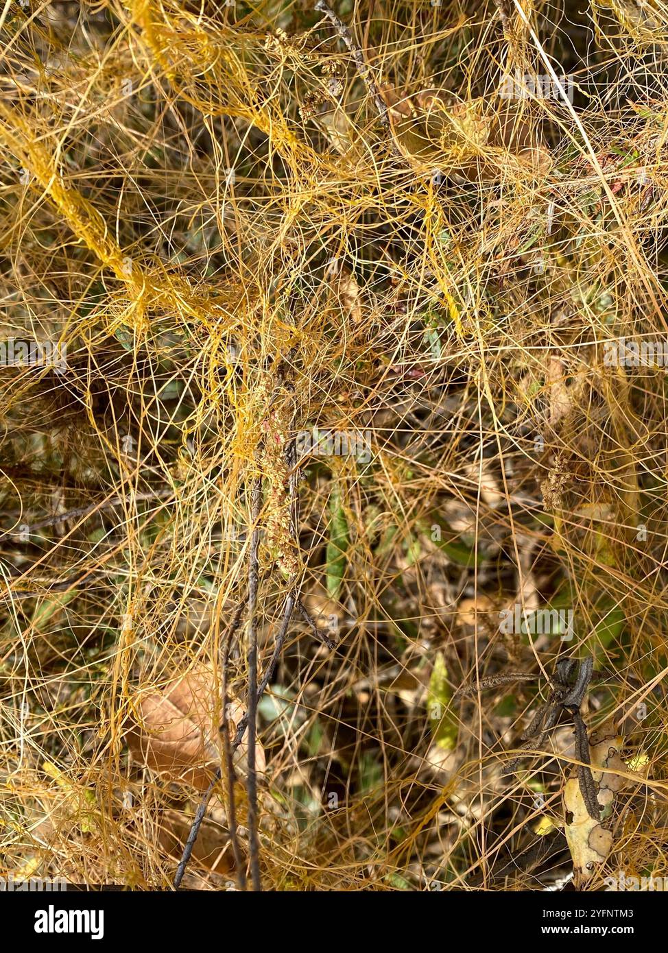 California dodder hi-res stock photography and images - Alamy