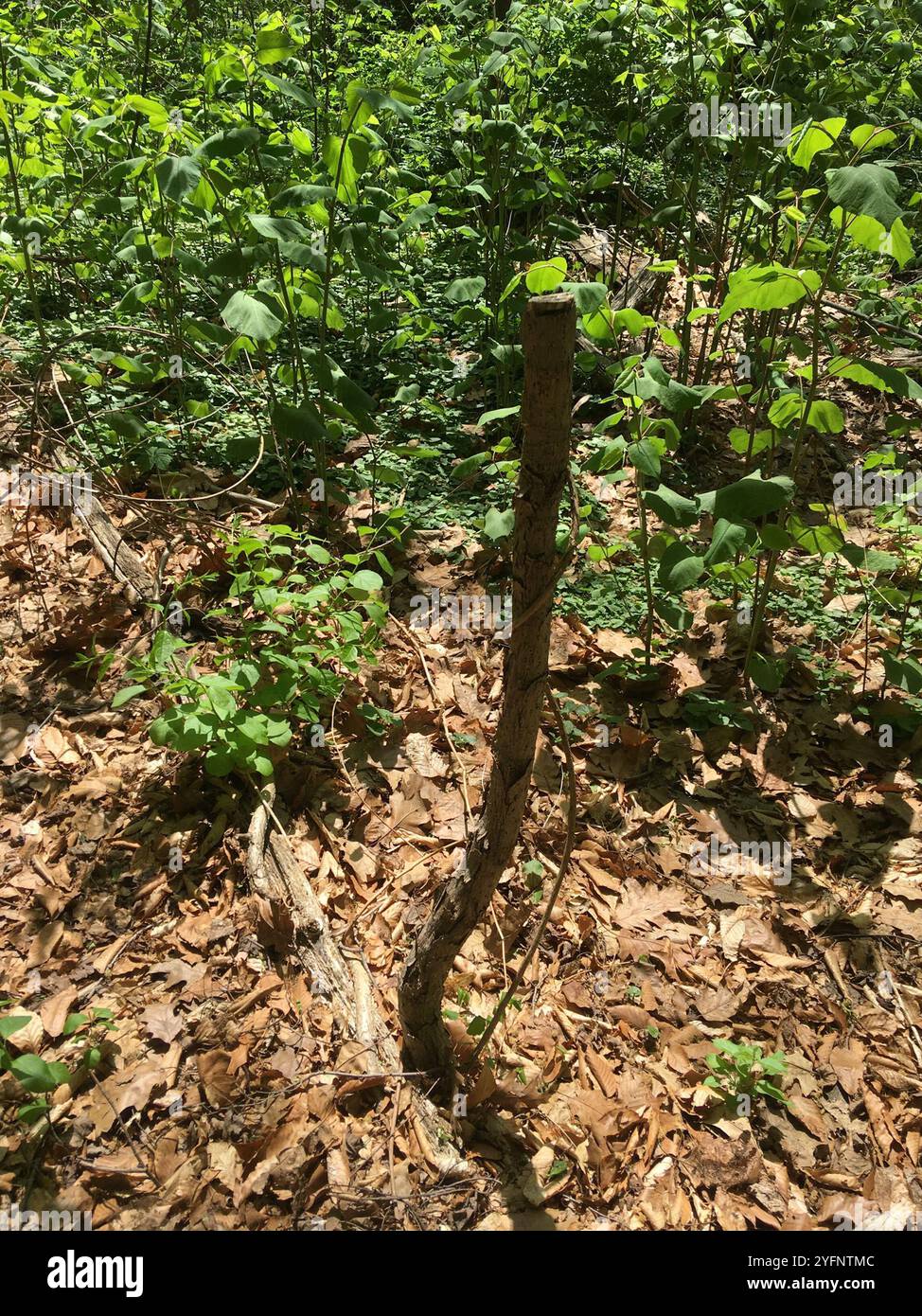 Japanese angelica tree (Aralia elata Stock Photo - Alamy