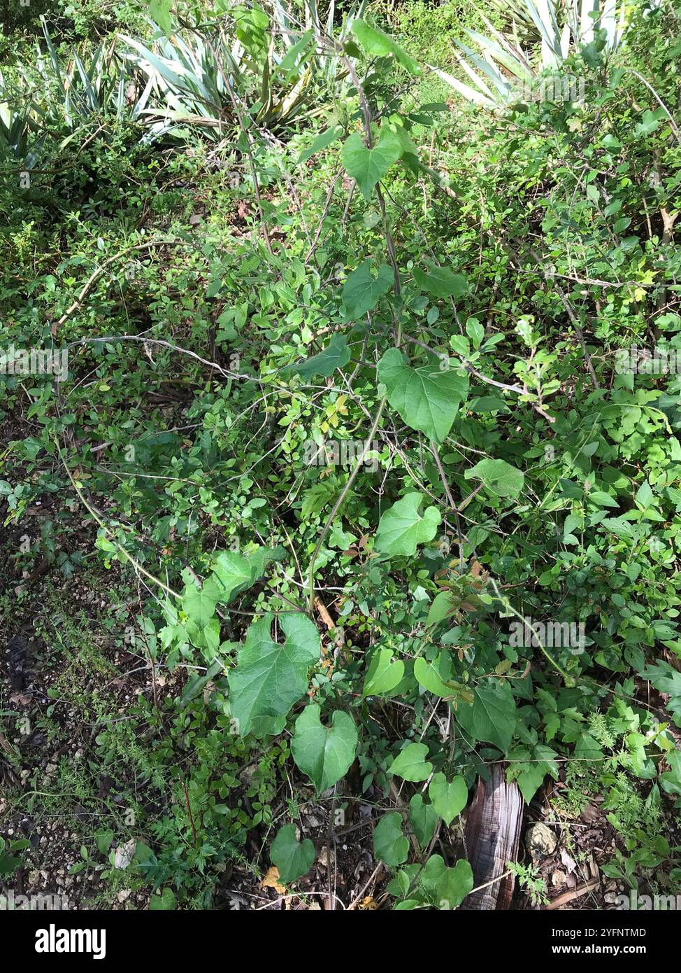 Pearl Milkweed (Matelea reticulata Stock Photo - Alamy