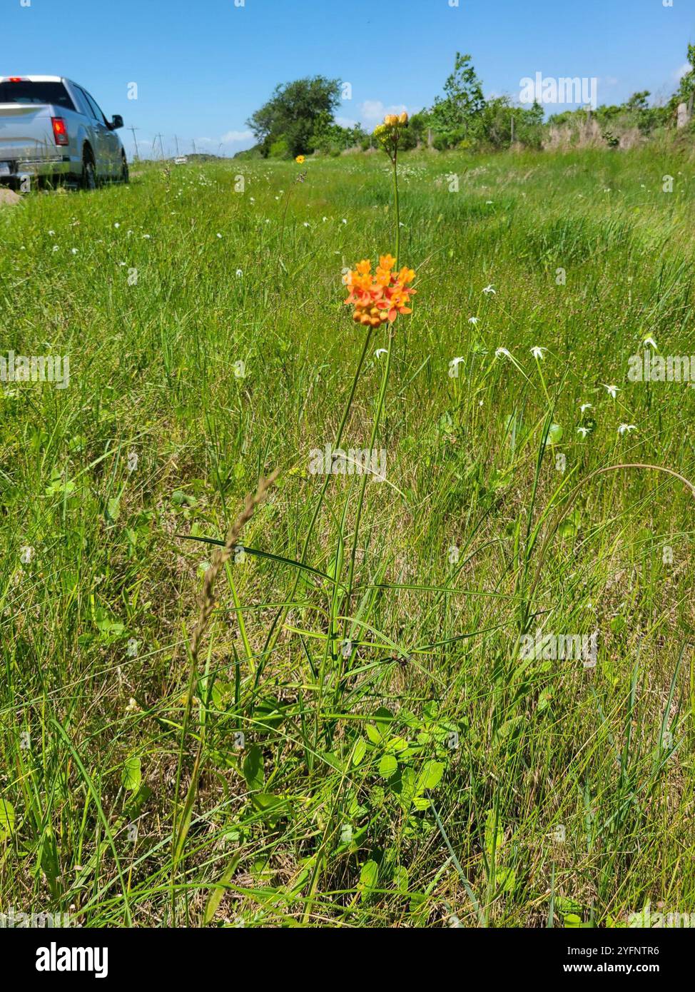 Asclepias lanceolata hi-res stock photography and images - Alamy