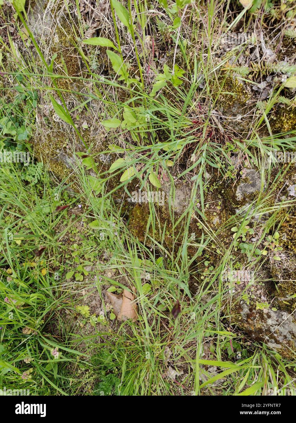 grasses, sedges, cattails, and allies (Poales Stock Photo - Alamy
