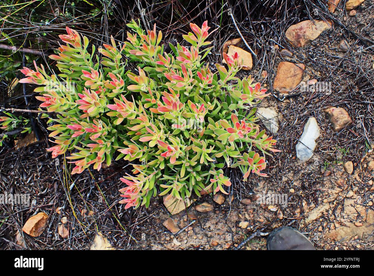 Common mimetes hi-res stock photography and images - Alamy